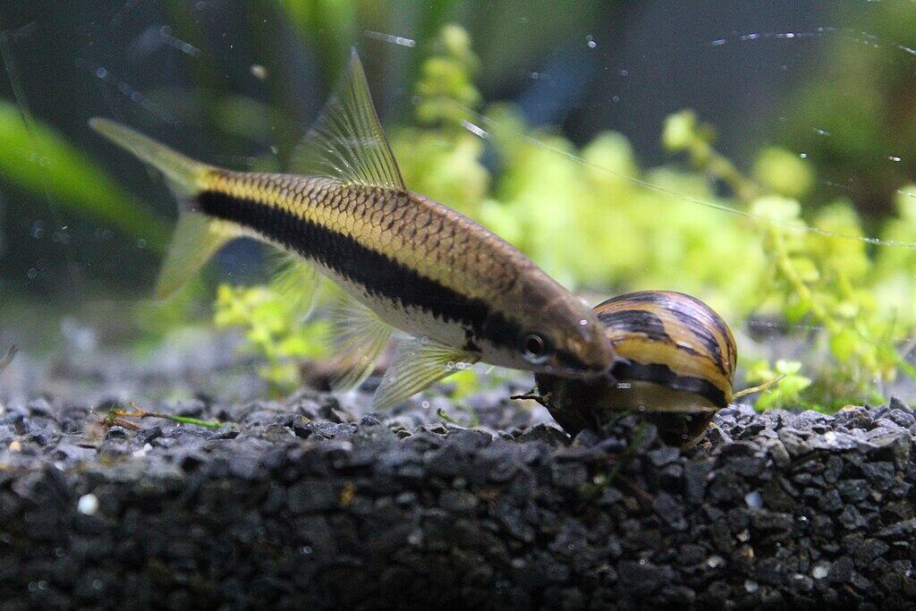 7 Algae-Eating Fish That Keep Tanks Clean And 3 That Add to the Mess ...