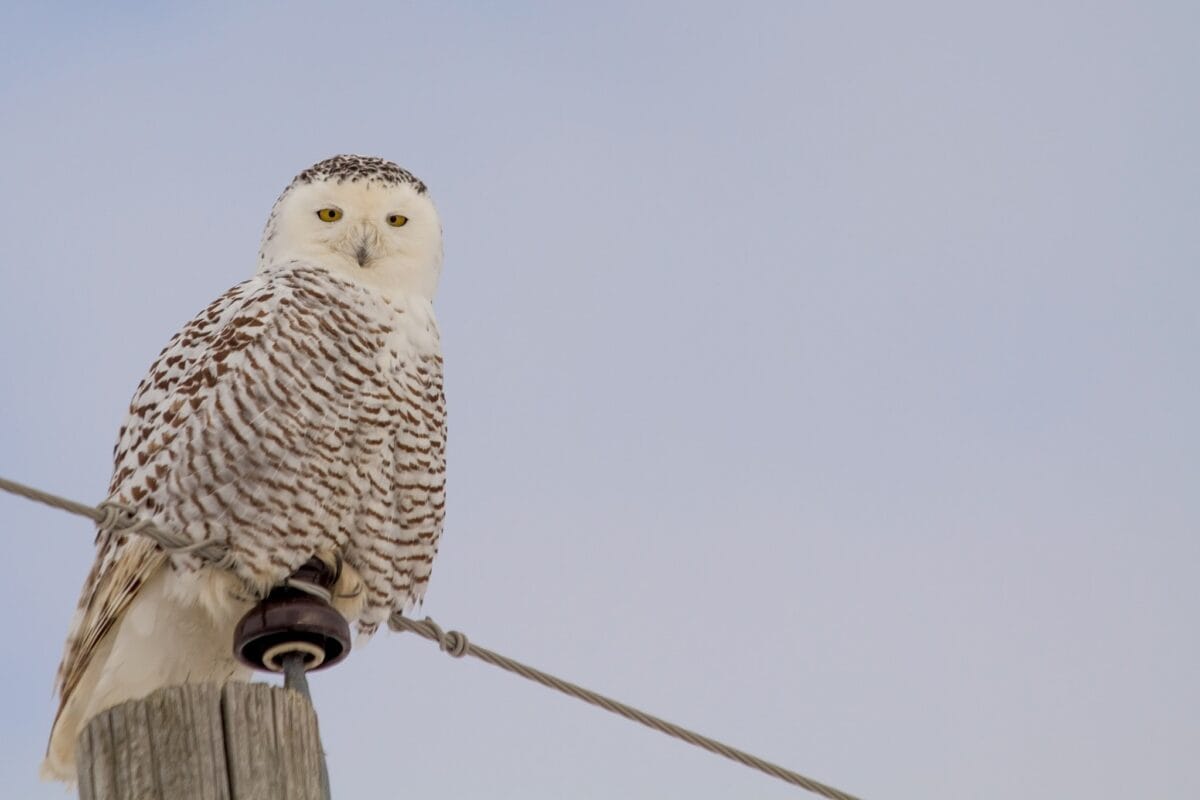 How Snowy Owls End Up as Far South as the U.S. Midwest - Animals Around ...