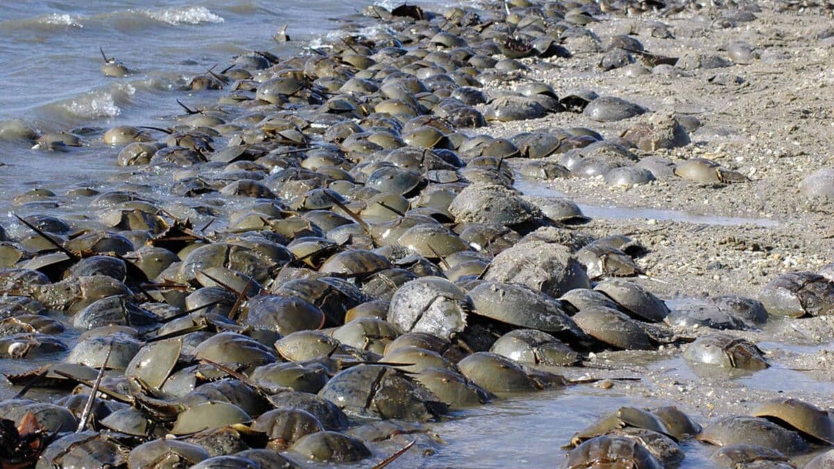12 Jaw Dropping Facts About the World First Land Animals - Animals ...