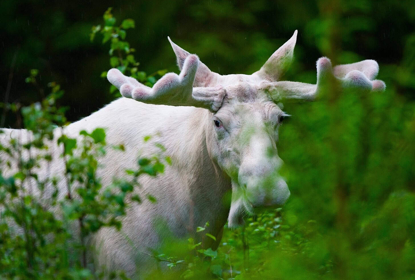 White Moose Spotted in Vermont Forest, Sparks Wildlife Frenzy