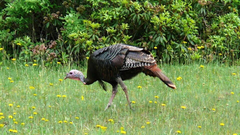 Where to Spot Wild Turkeys Roaming Freely - Animals Around The Globe
