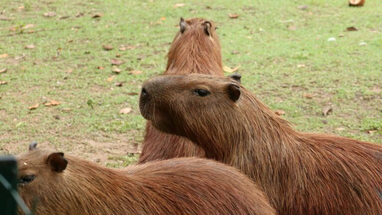 What Makes Capybaras So Social—and So Relaxed - Animals Around The Globe