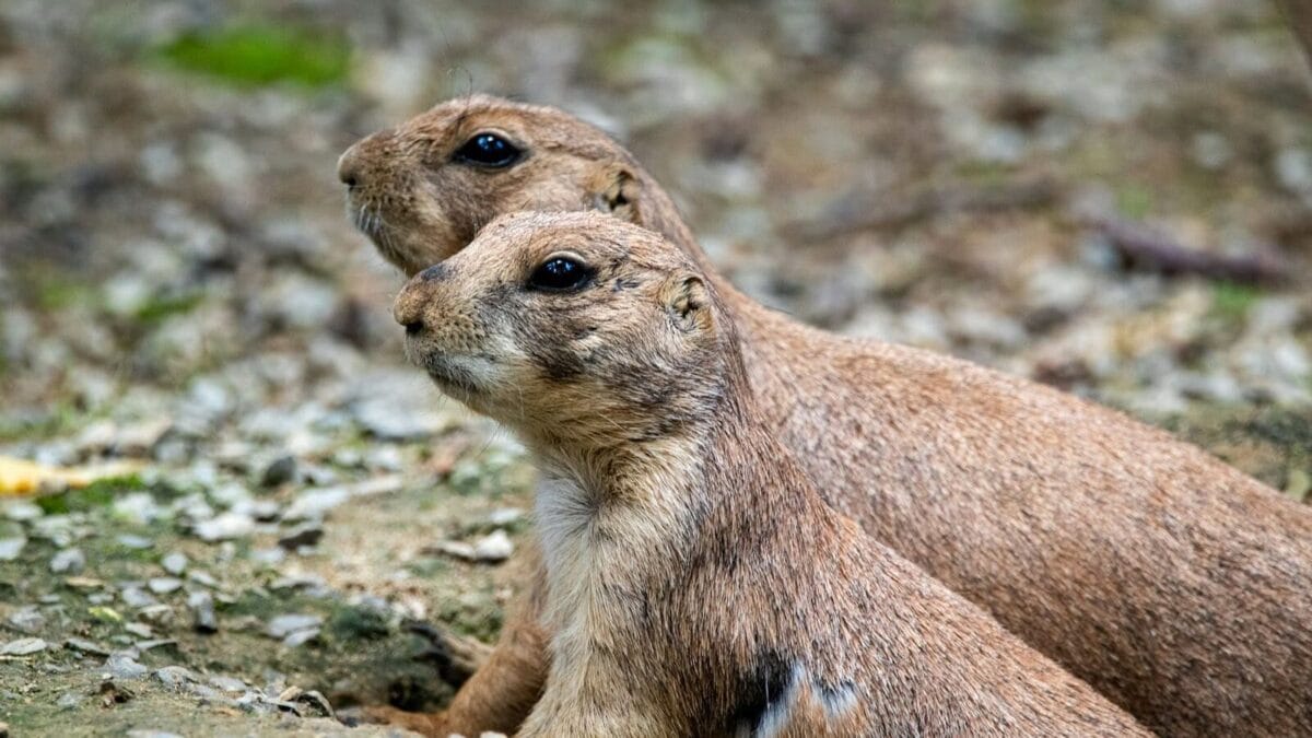 These Animals Roam America’s Heartland Plains - Animals Around The Globe