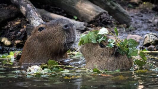 What Makes Capybaras So Social—and So Relaxed - Animals Around The Globe