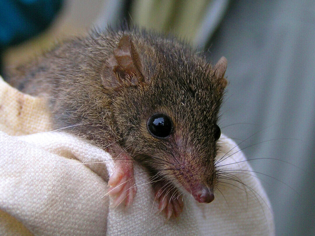 This Mammal Has the Shortest Lifespan—Then It Dies of Exhaustion ...
