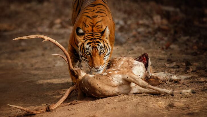 The Threats Tigers Face Today—From Poaching to Habitat Loss - Animals ...
