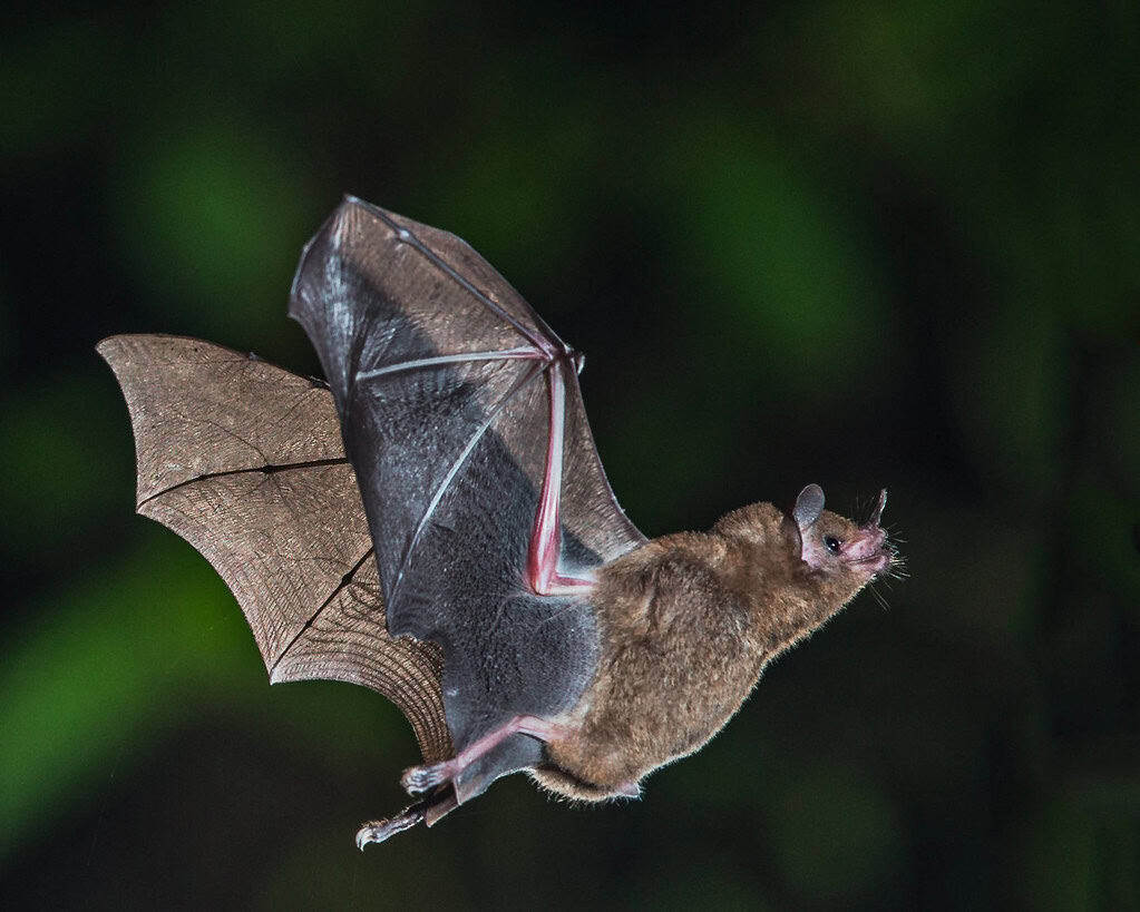 The Only Mammals That Can Fly and Why They Do It at Night