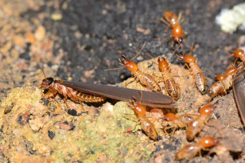 The Animal With the Most Offspring at Once Can Lay Millions of Eggs