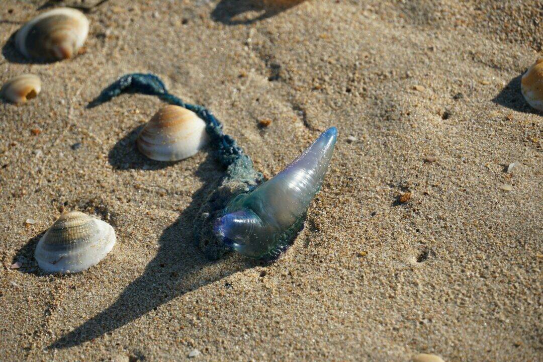 Not a Jellyfish: The Portuguese Man O’ War Is Four Creatures in One ...