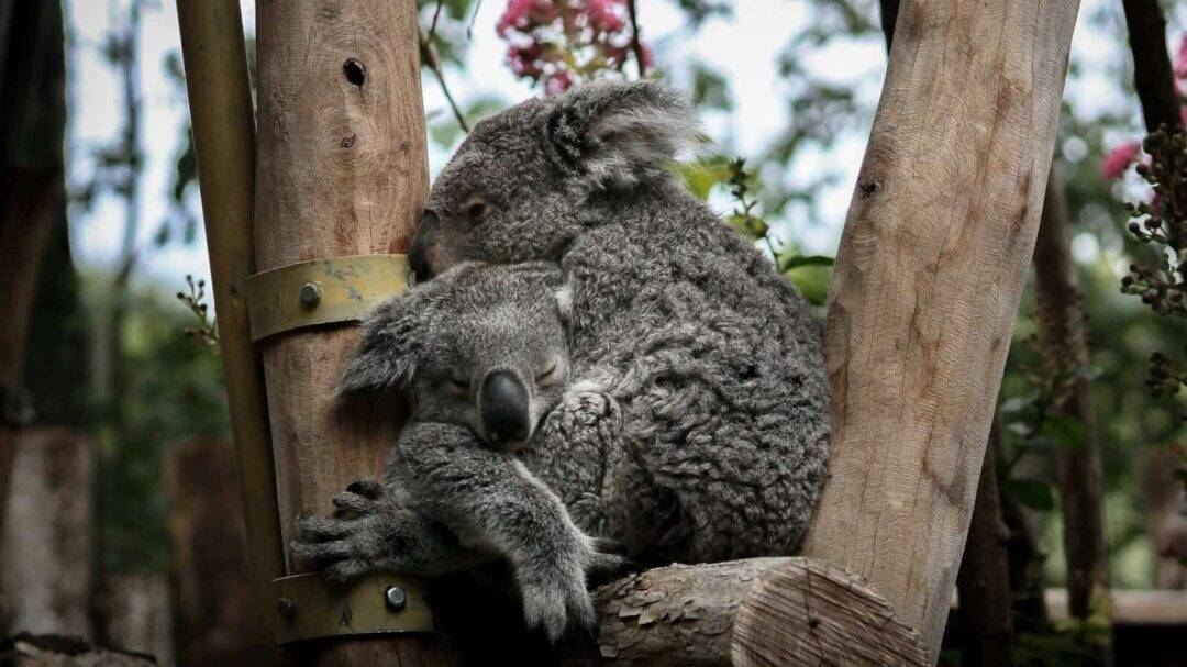 Baby Koalas Hug Their Moms for Safety and Comfort - Animals Around The ...
