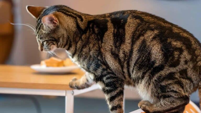 The Real Reason Cats Knock Things Off Tables - Animals Around The Globe