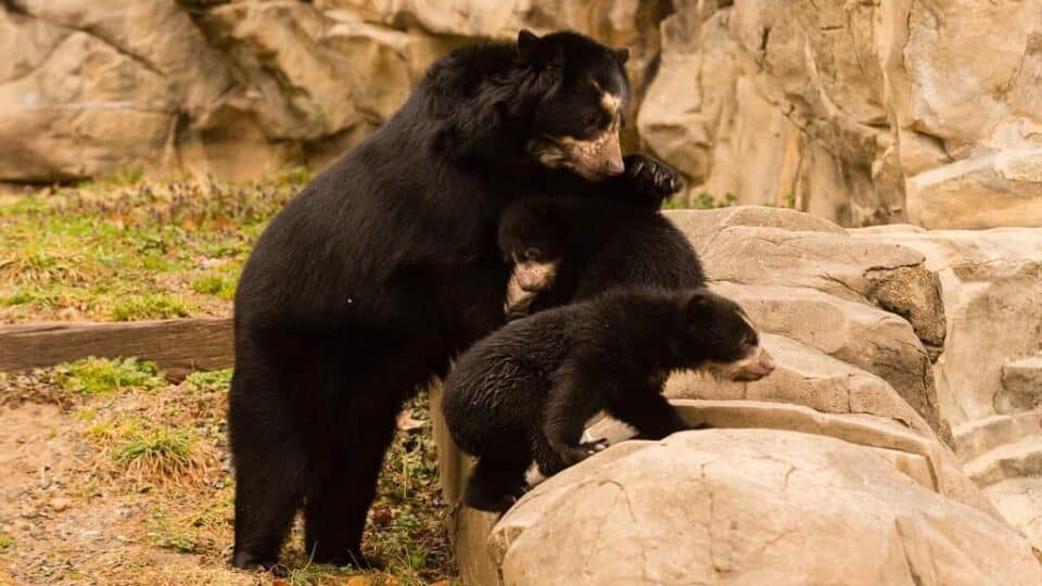 The Real Reason Bears Stand on Their Hind Legs - Animals Around The Globe