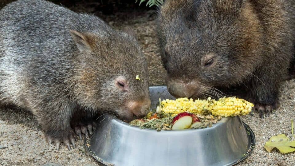 How Wombats Defend Their Burrows With Rock-Hard Backsides - Animals ...