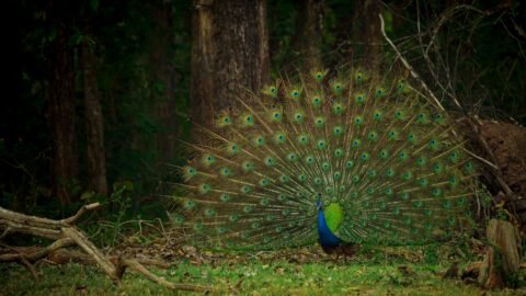 Why Male Peacocks Have Iridescent Tail Feathers - Animals Around The Globe