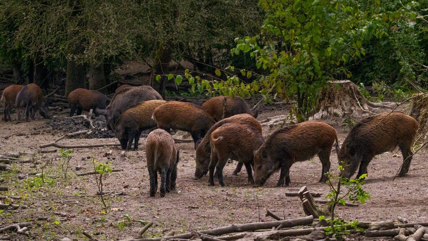 Capybaras Love Hanging Out With Other Species - Animals Around The Globe