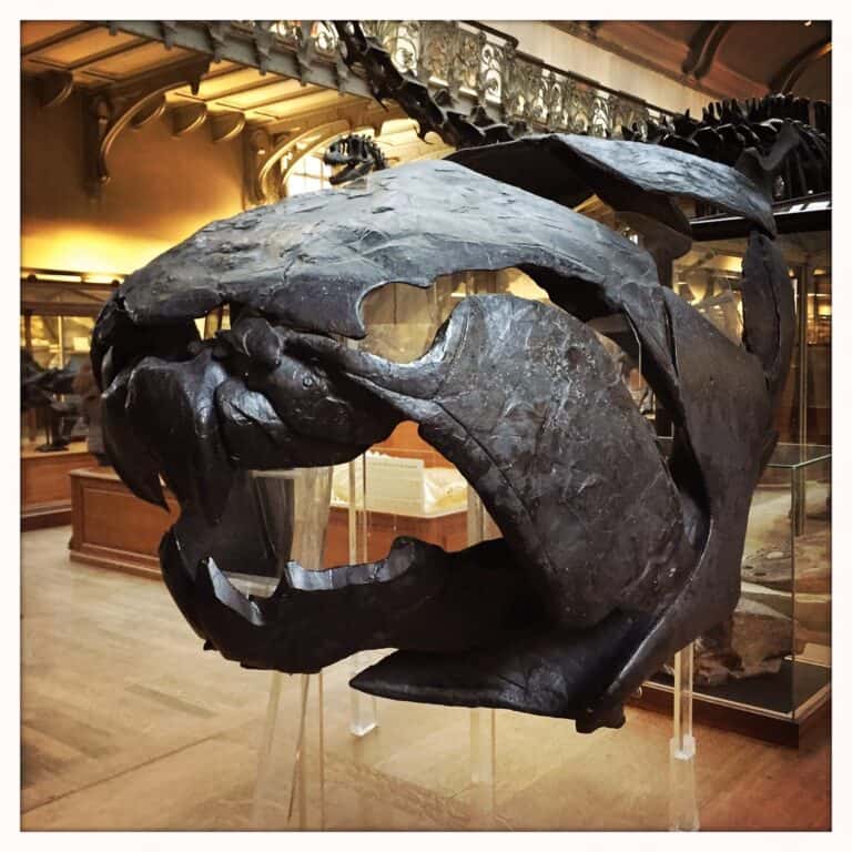 Dunkleosteus: The Armored Fish With Bone-Crushing Jaws