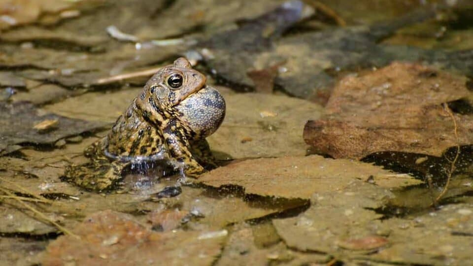 Why Male Frogs Inflate Their Throats to Attract Mates - Animals Around ...