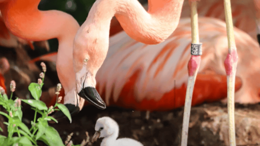Why Flamingo Feathers Turn Pink From Their Diet - Animals Around The Globe