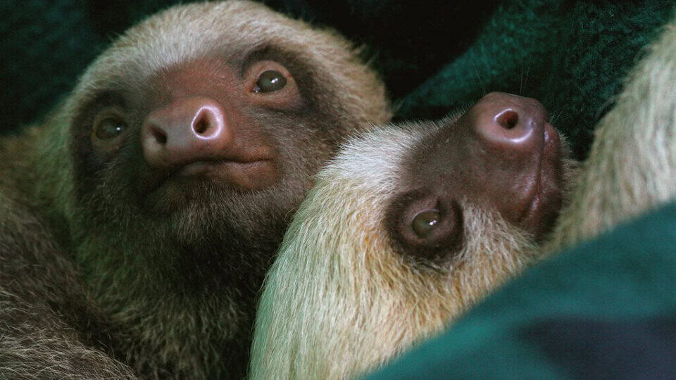 How Baby Sloths Bond with Their Mothers - Animals Around The Globe