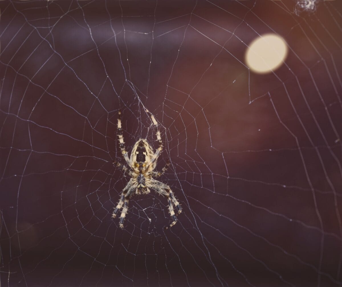 Web-Shooting in Real Life? The Physics of Spider Silk - Animals Around ...