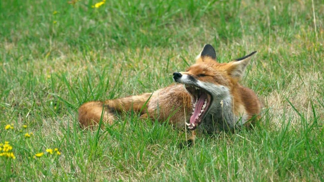 Why Foxes Scream at Night—and What It Means - Animals Around The Globe