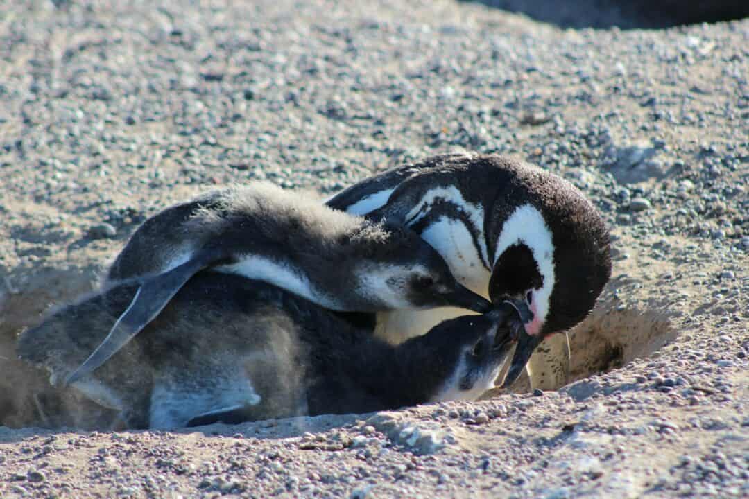 12 Cutest Baby Animals Found in the Ocean - Animals Around The Globe