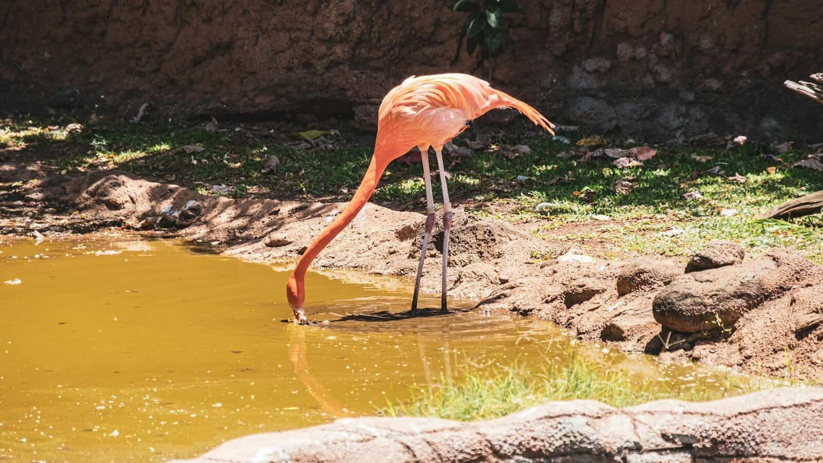 Why Flamingo Feathers Turn Pink From Their Diet - Animals Around The Globe