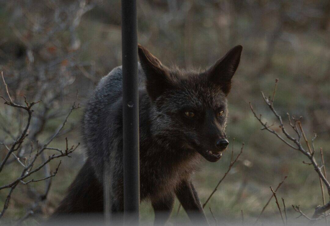 Black Fox Surprises Colorado Hiker in Rare Wilderness Sighting