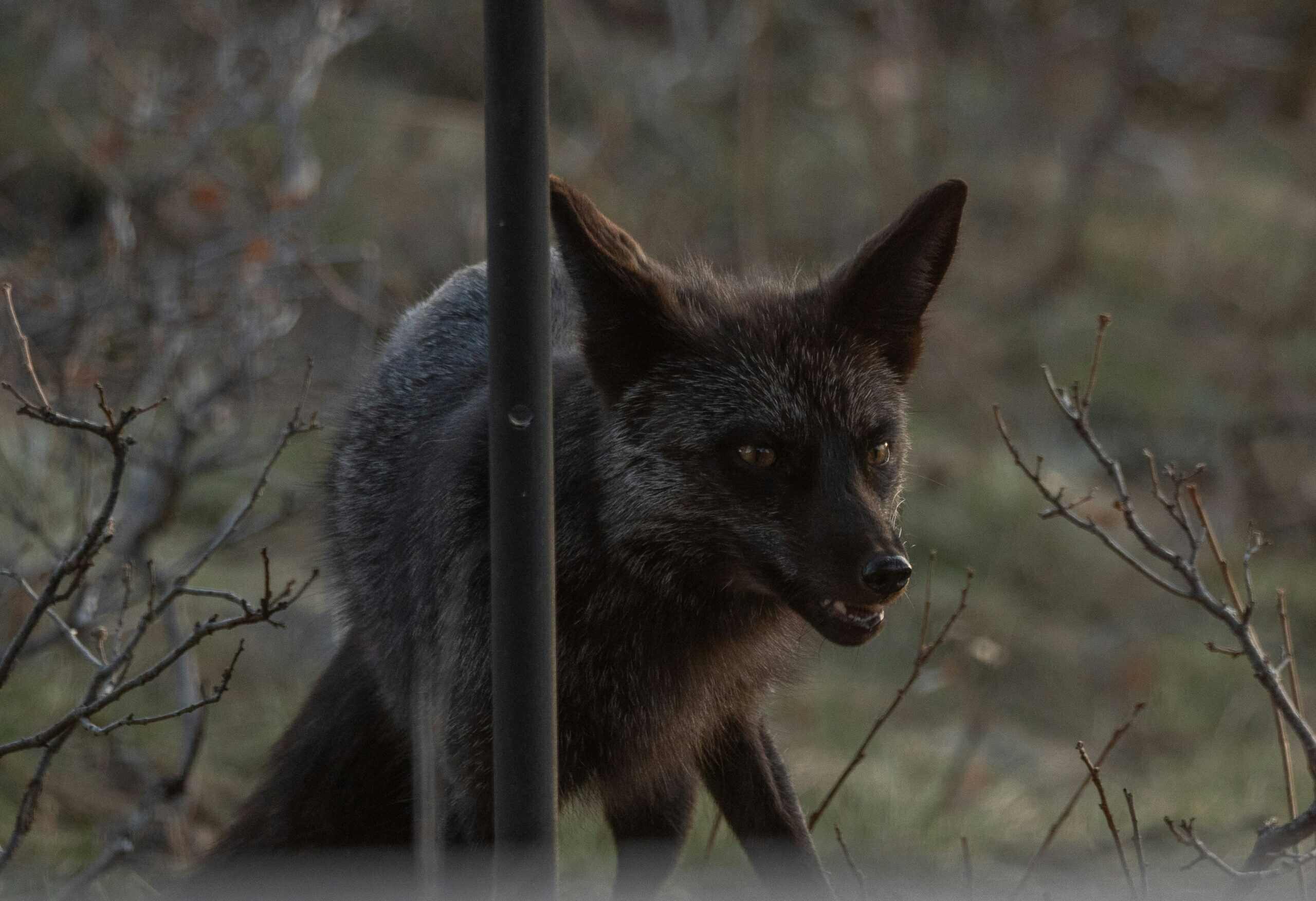Black Fox Surprises Colorado Hiker in Rare Wilderness Sighting