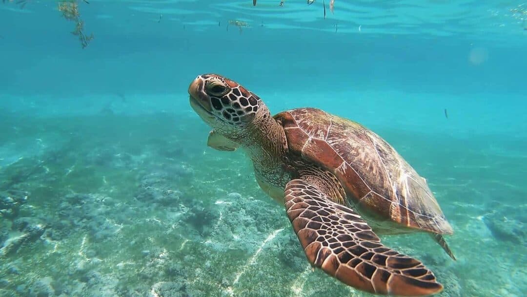 Atlantic vs. Pacific: What Marine Life You’ll See on Each Coast ...