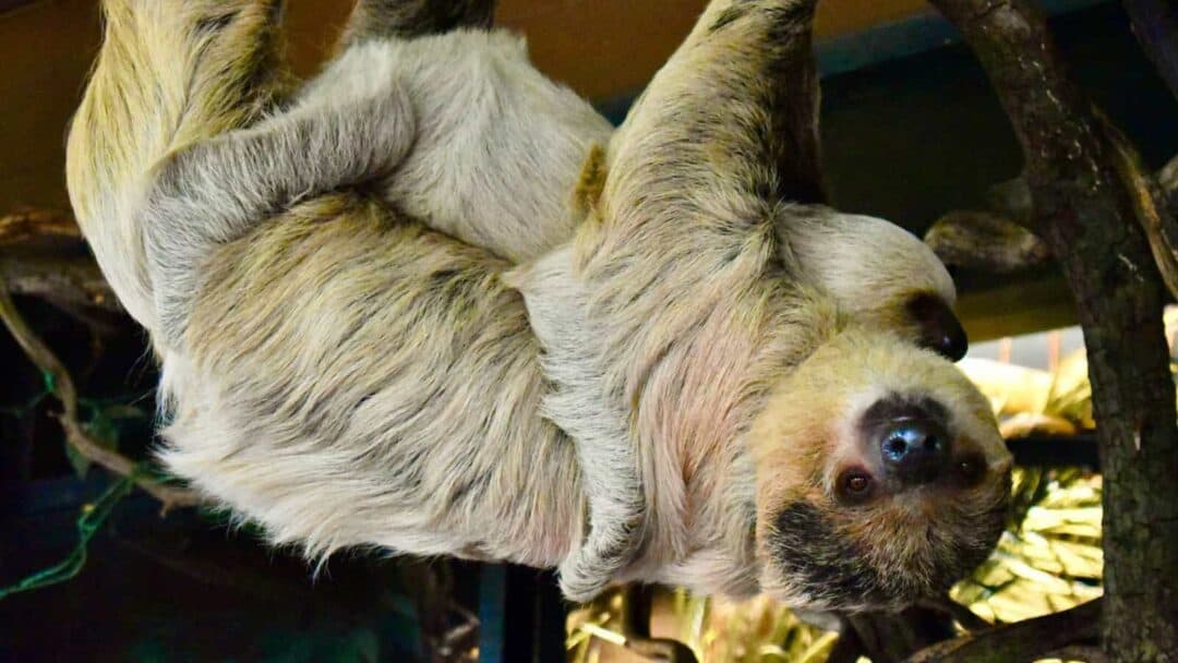 How Baby Sloths Bond with Their Mothers - Animals Around The Globe