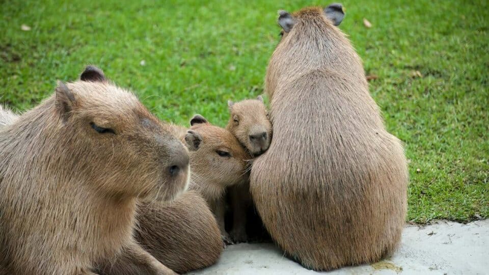 What Makes Capybaras So Social—and So Relaxed - Animals Around The Globe