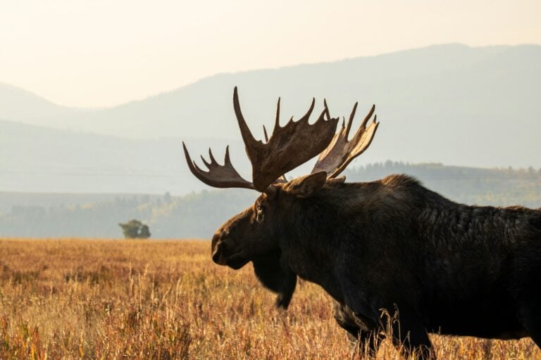 Top U.S. Road Trips for Spotting Moose in the Wild - Animals Around The ...