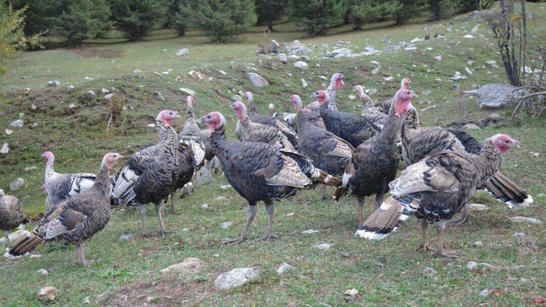 Where to Spot Wild Turkeys Roaming Freely - Animals Around The Globe