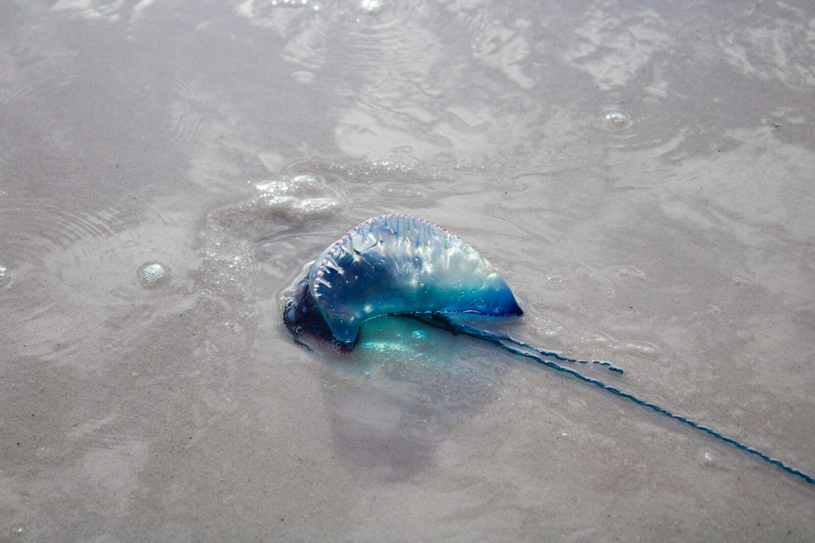 Not a Jellyfish: The Portuguese Man O’ War Is Four Creatures in One ...