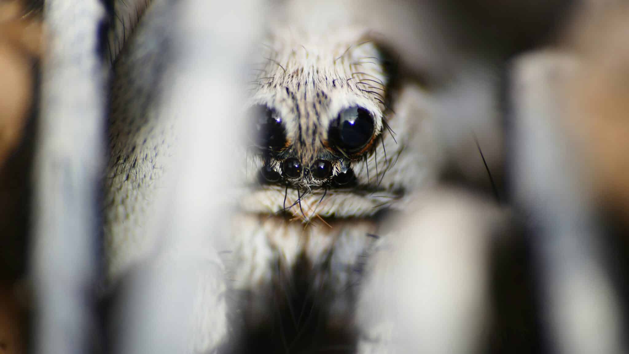 White Tarantula Found in Death Valley Shocks Scientists