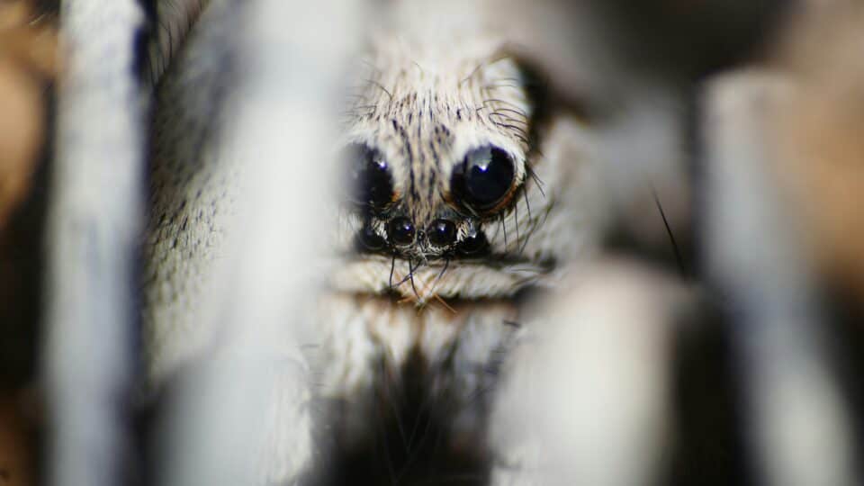 White Tarantula Found in Death Valley Shocks Scientists