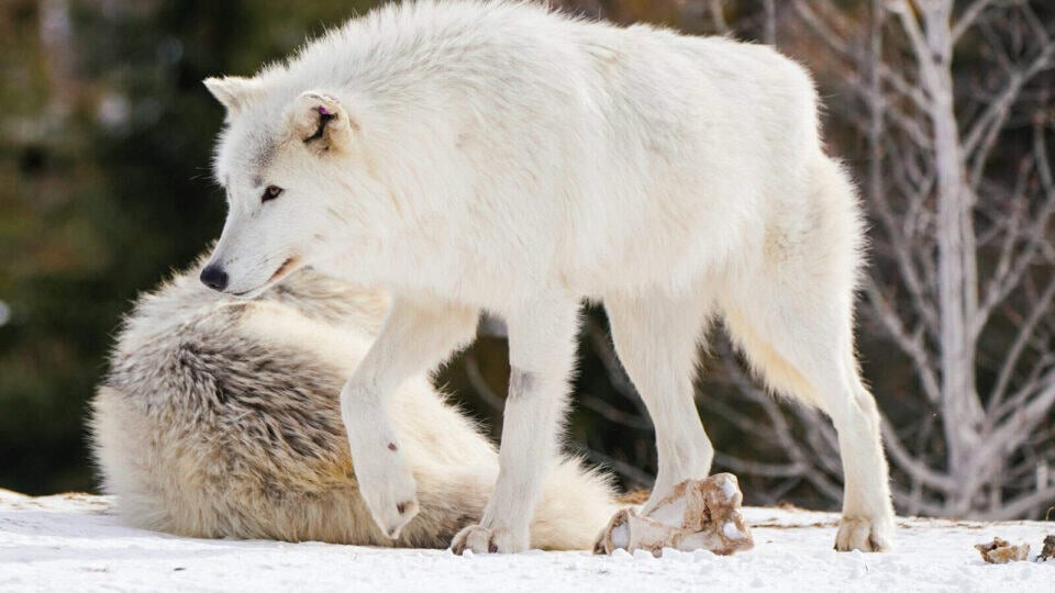 How Arctic Wolves Survive in the Harshest U.S. Winters - Animals Around ...