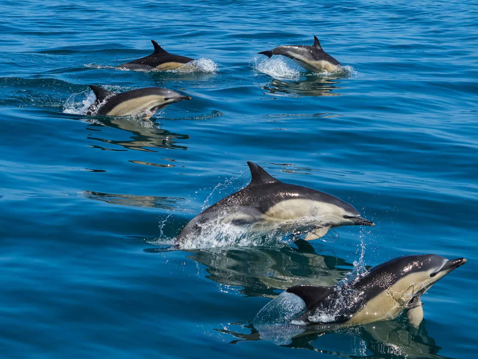 Why Dolphins Use Tools Like Sea Sponges