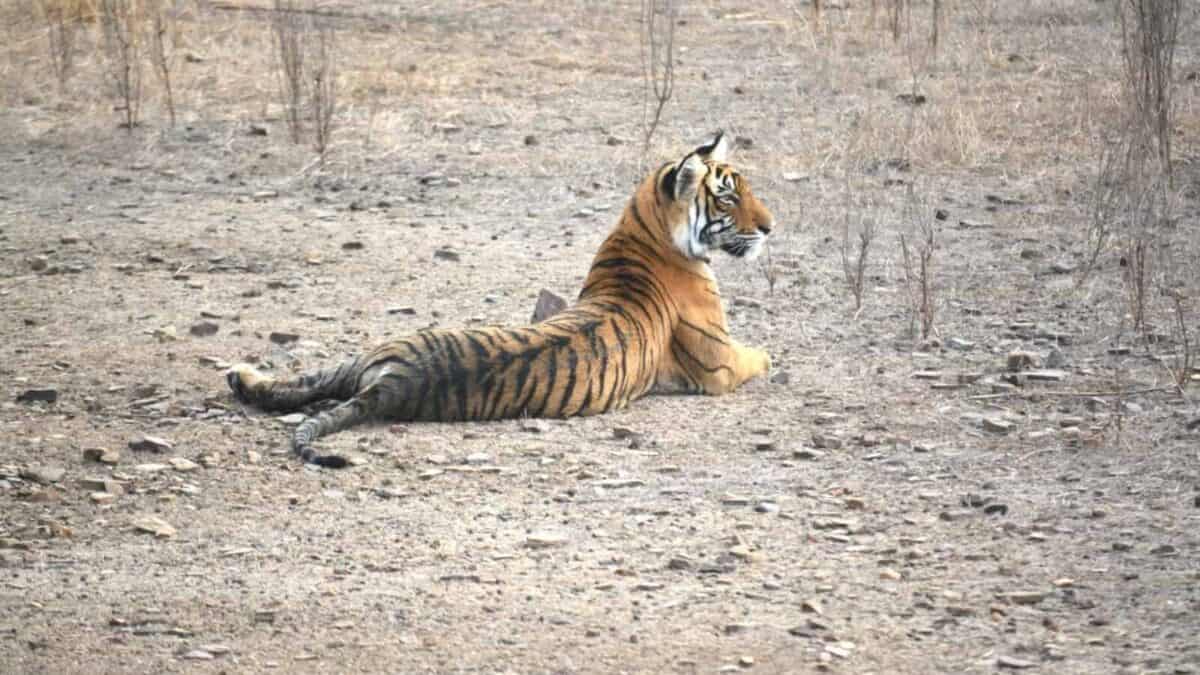 The Threats Tigers Face Today—From Poaching to Habitat Loss - Animals ...