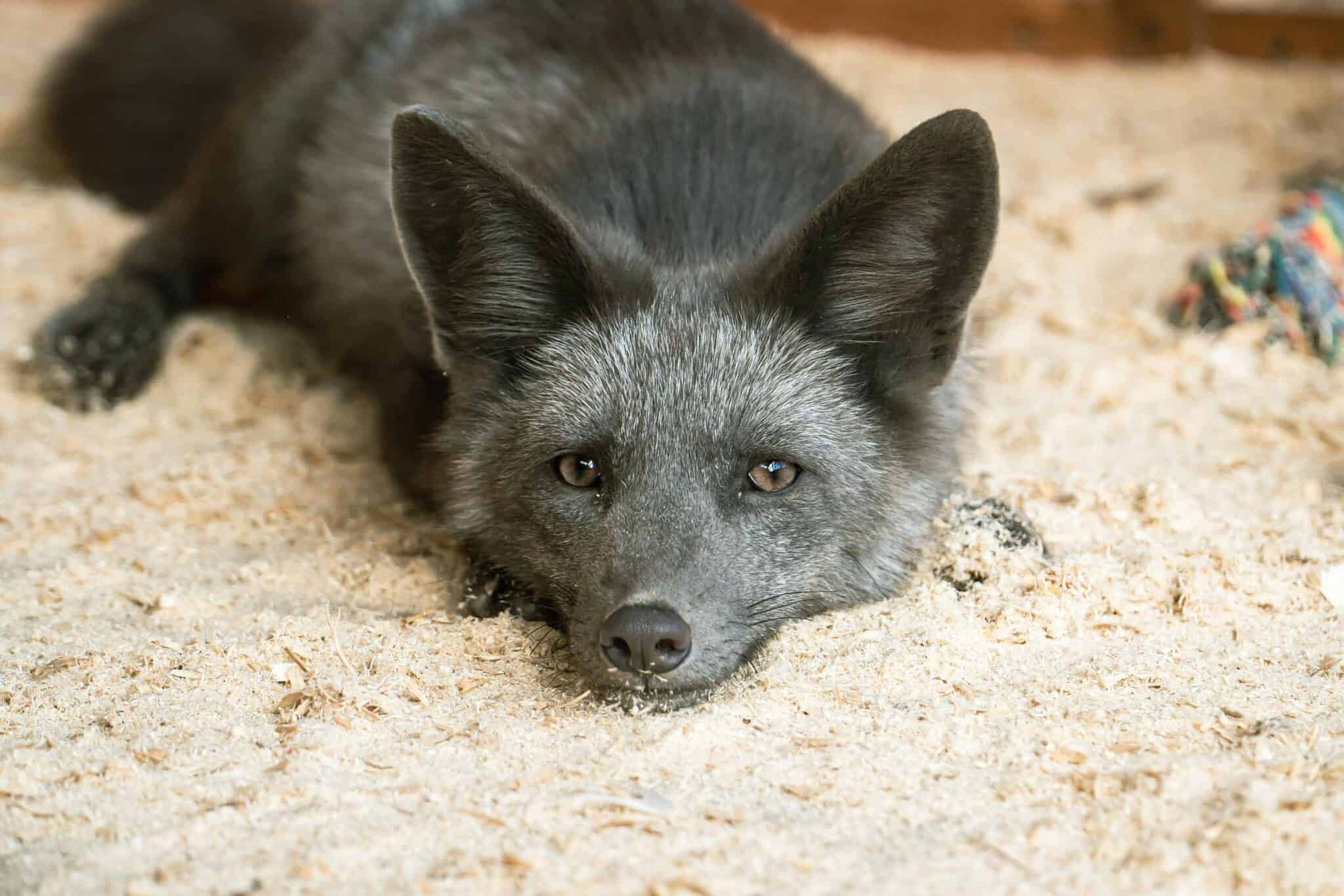 Black Fox Surprises Colorado Hiker in Rare Wilderness Sighting