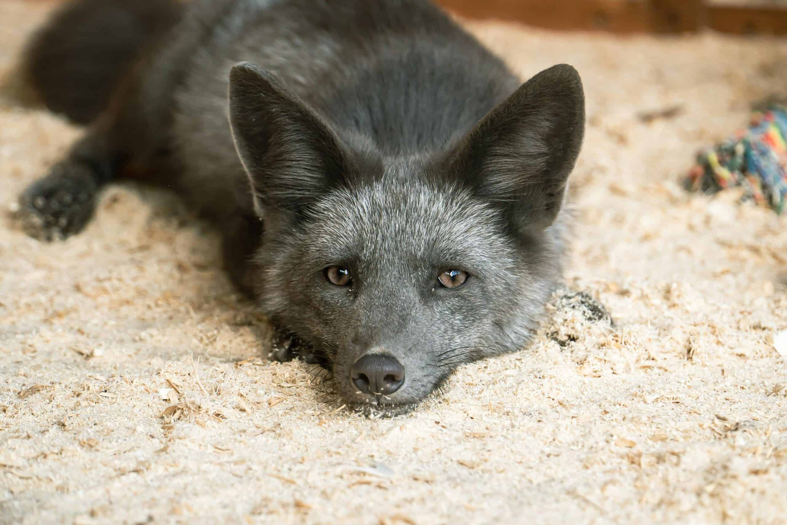 Black Fox Surprises Colorado Hiker in Rare Wilderness Sighting
