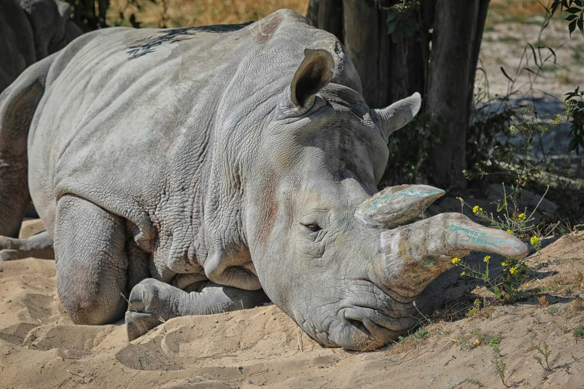 Northern White Rhinos Face Extinction Amid Bold IVF Effort