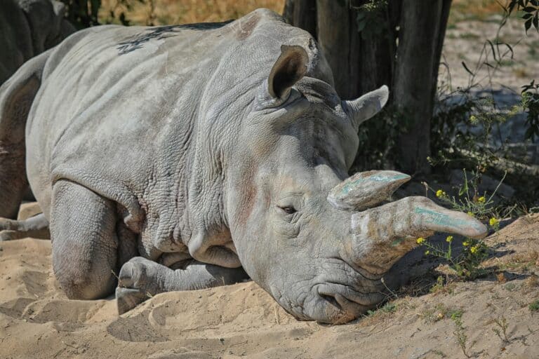 Northern White Rhinos Face Extinction Amid Bold IVF Effort