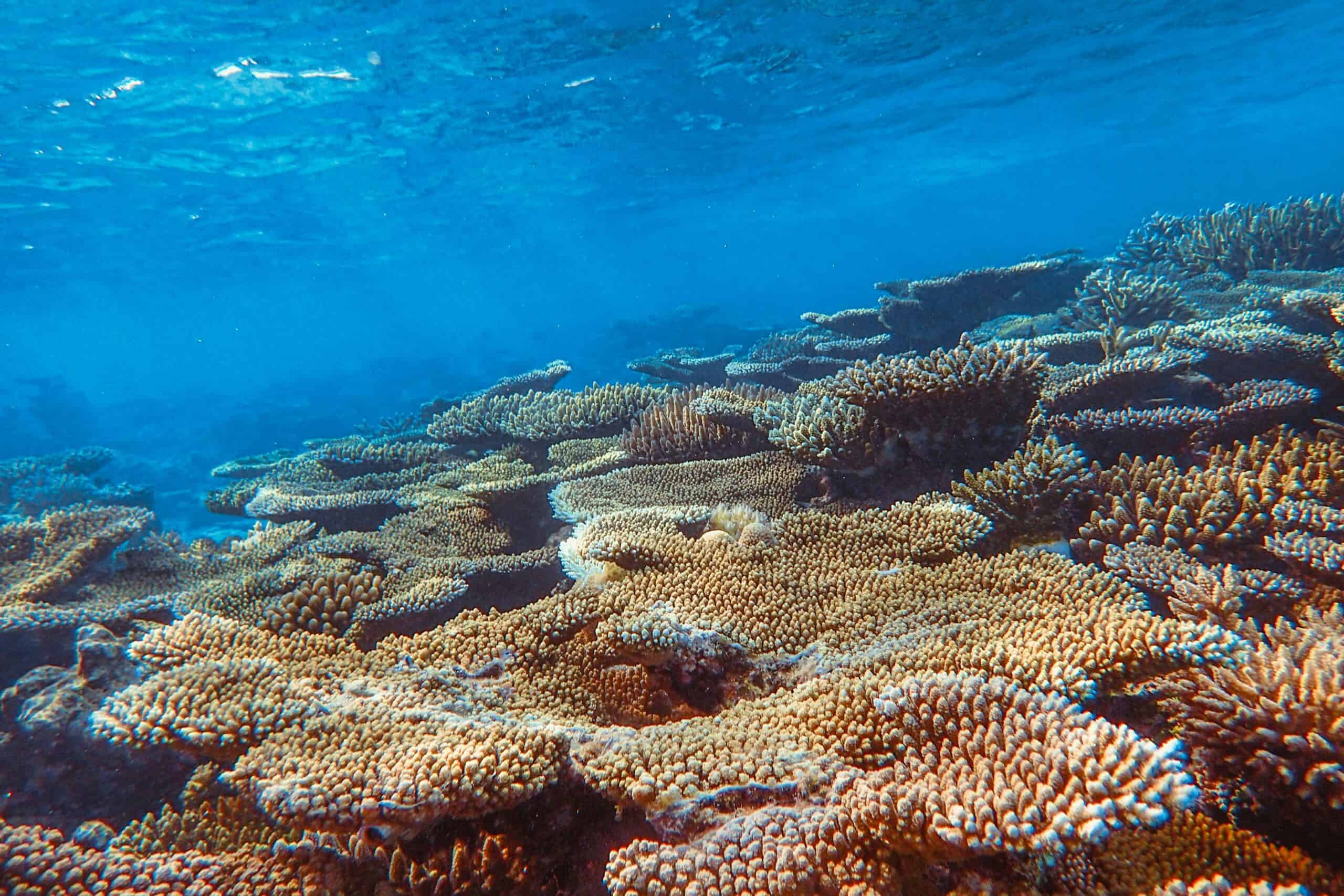 Coral Bleaching Crisis Hits U.S. Reefs Hard