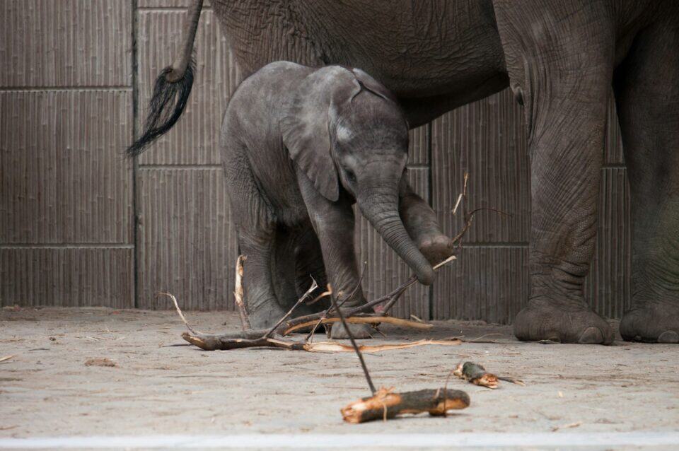 How Elephants Pass Down Knowledge Across Generations - Animals Around ...