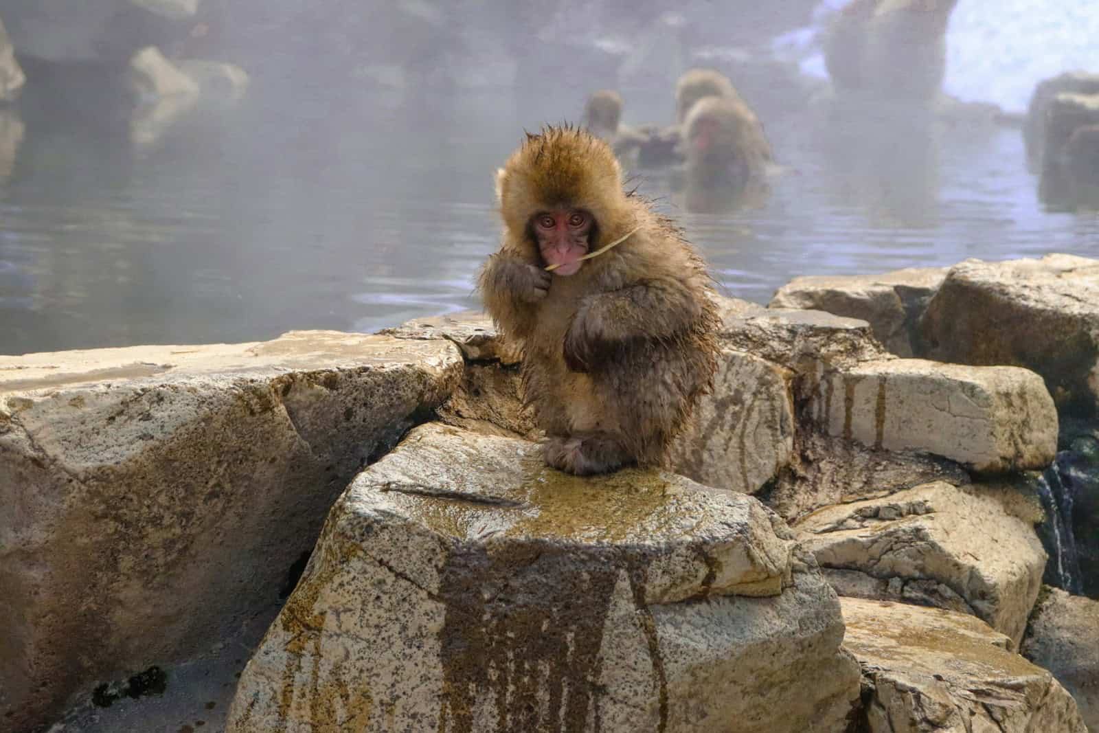 Why Japanese Macaques Love Hot Springs - Animals Around The Globe