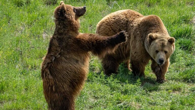 The Real Reason Bears Stand on Their Hind Legs - Animals Around The Globe