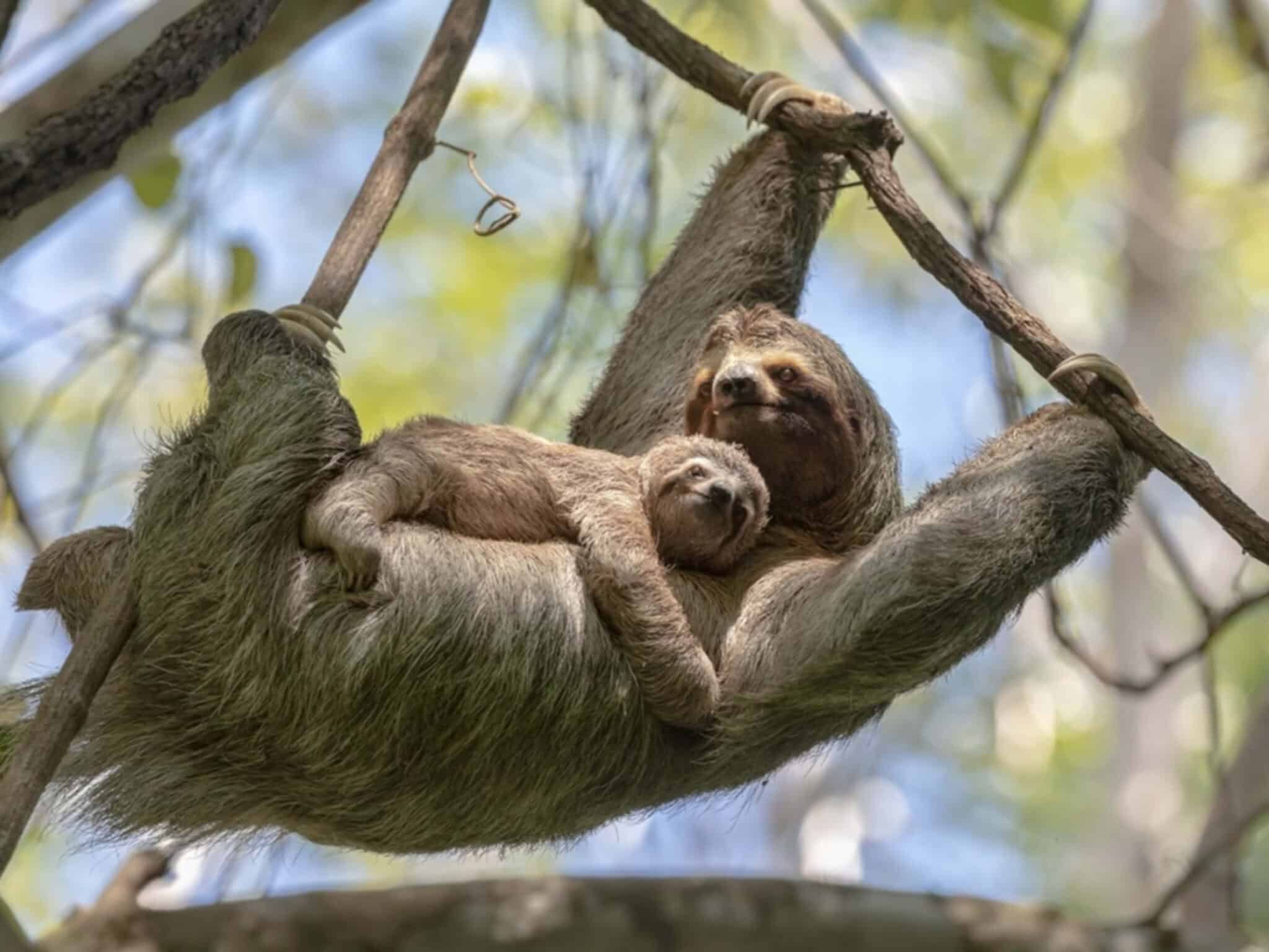 How Baby Sloths Bond with Their Mothers - Animals Around The Globe