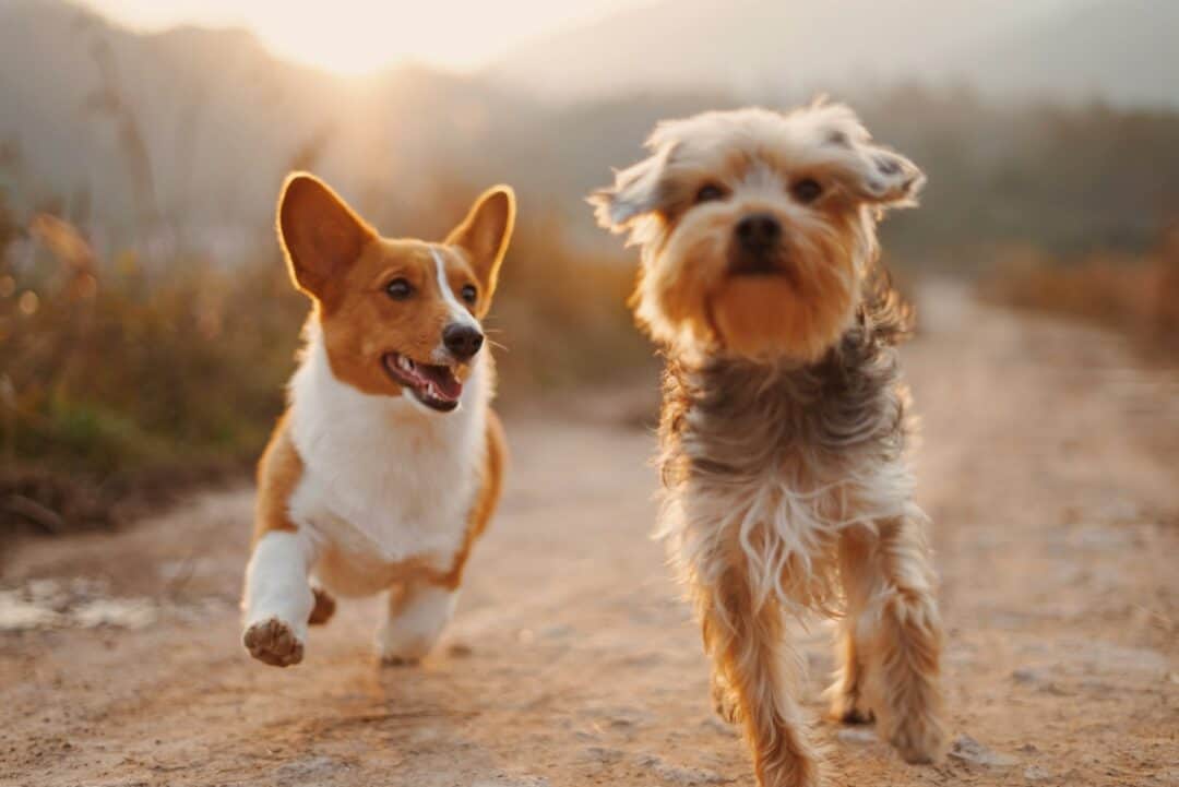 Dogs Really Do Smile—Here’s How to Tell - Animals Around The Globe